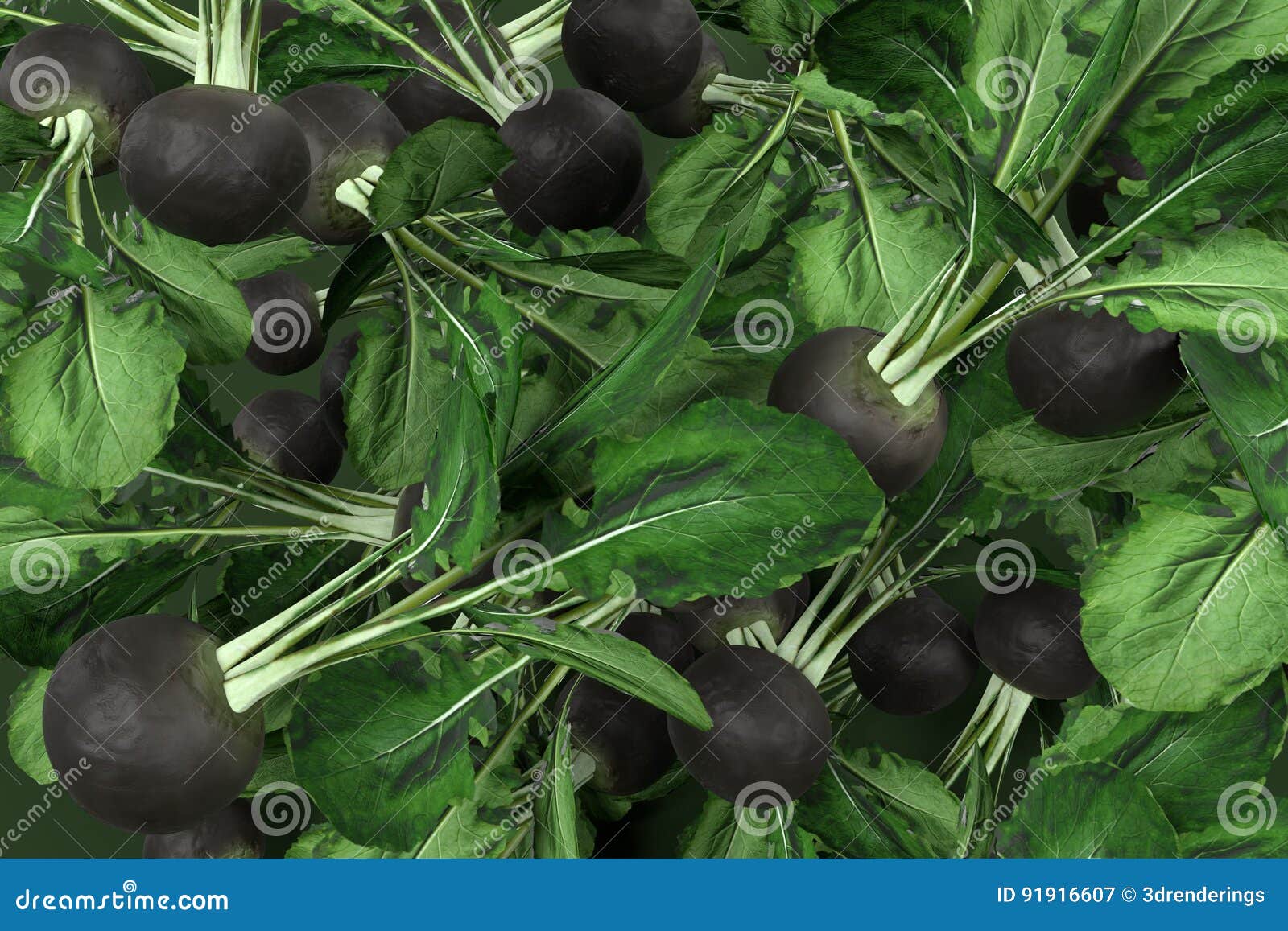 Black radish stock illustration. Illustration of black - 91916607