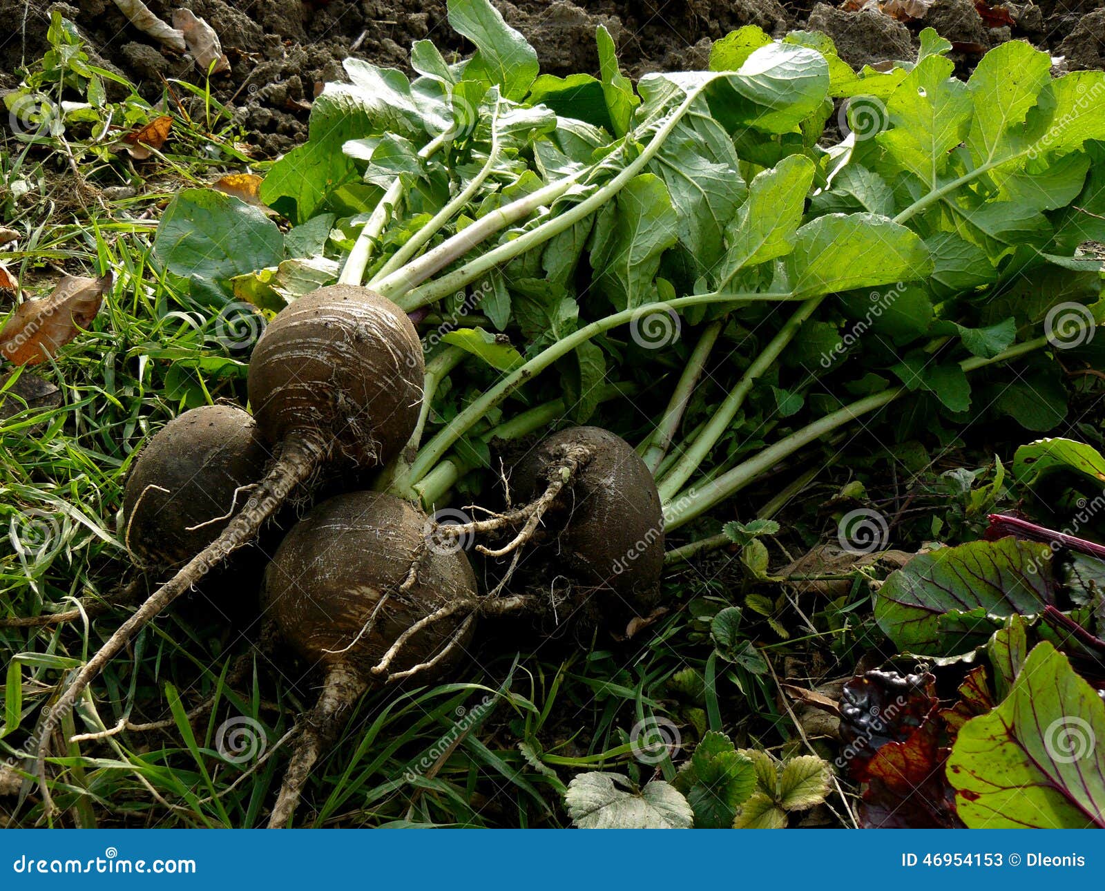 Black radishes stock image. Image of autumn, cultivated - 46954153