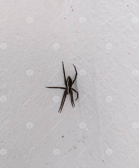 A Black Raft Spider on the Wall Stock Image - Image of raft, wild ...