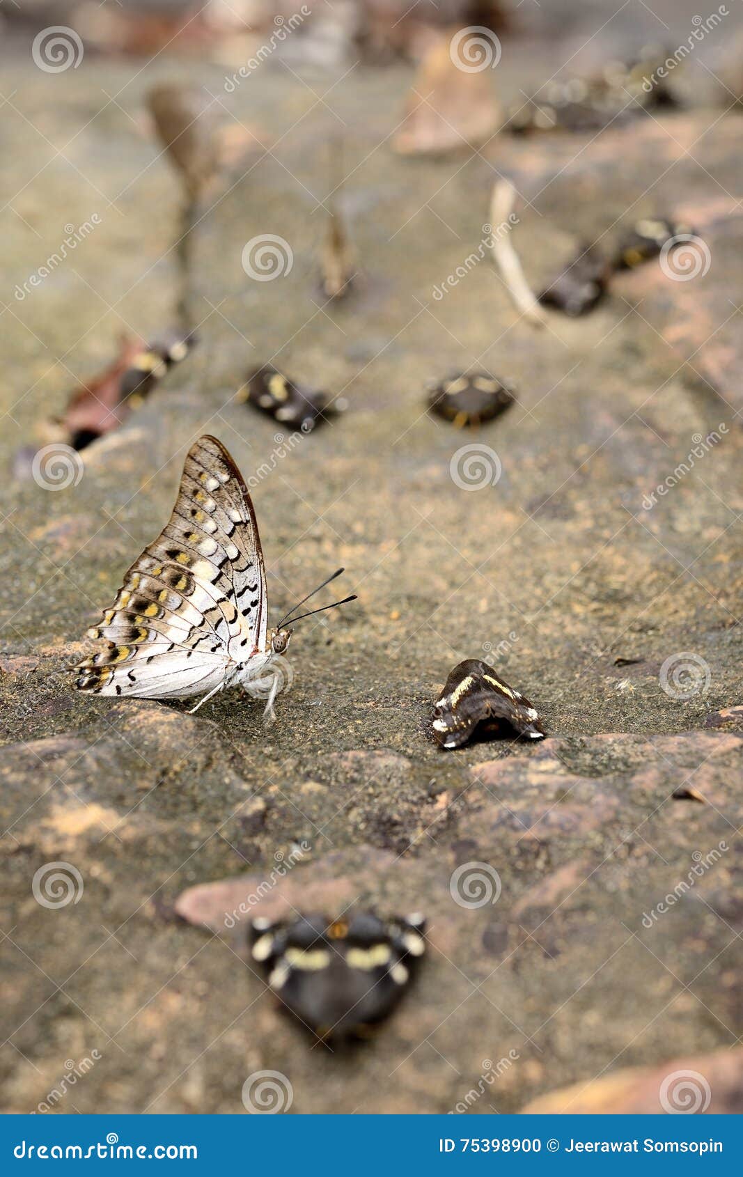 Black Rajah butterfly stock photo. Image of garden, bright - 75398900
