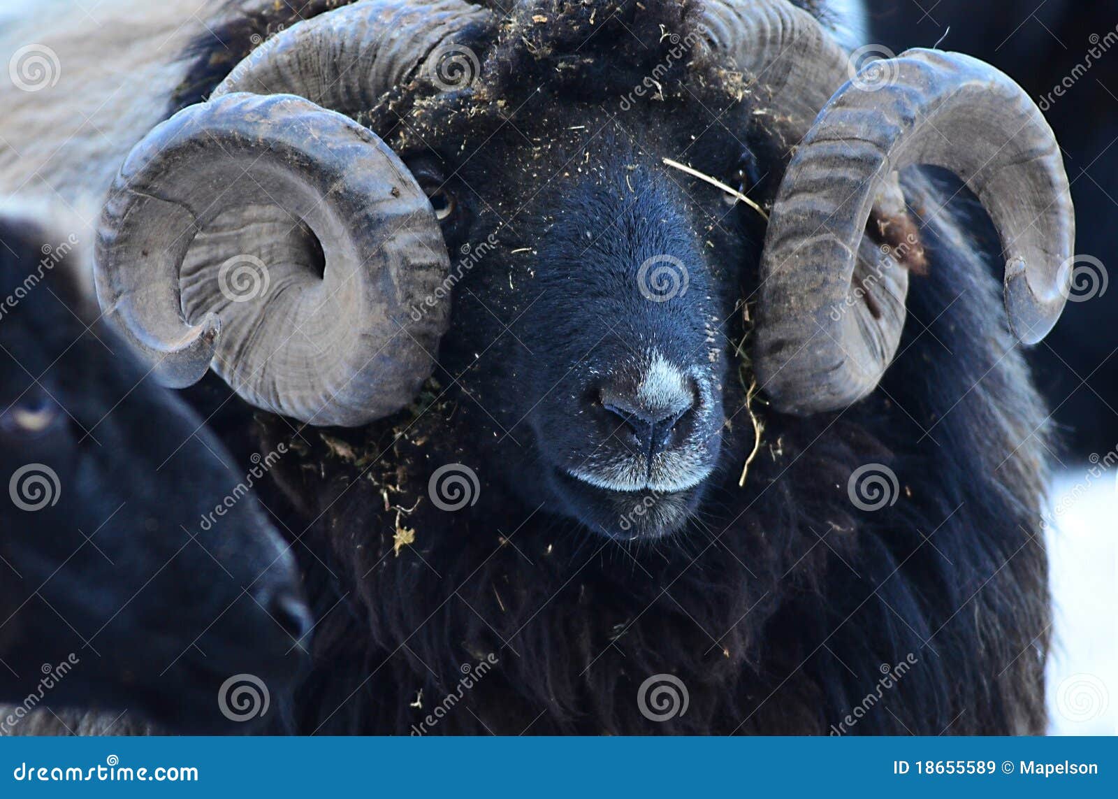 Black ram stock image. Image of young, wool, animal, farm - 18655589