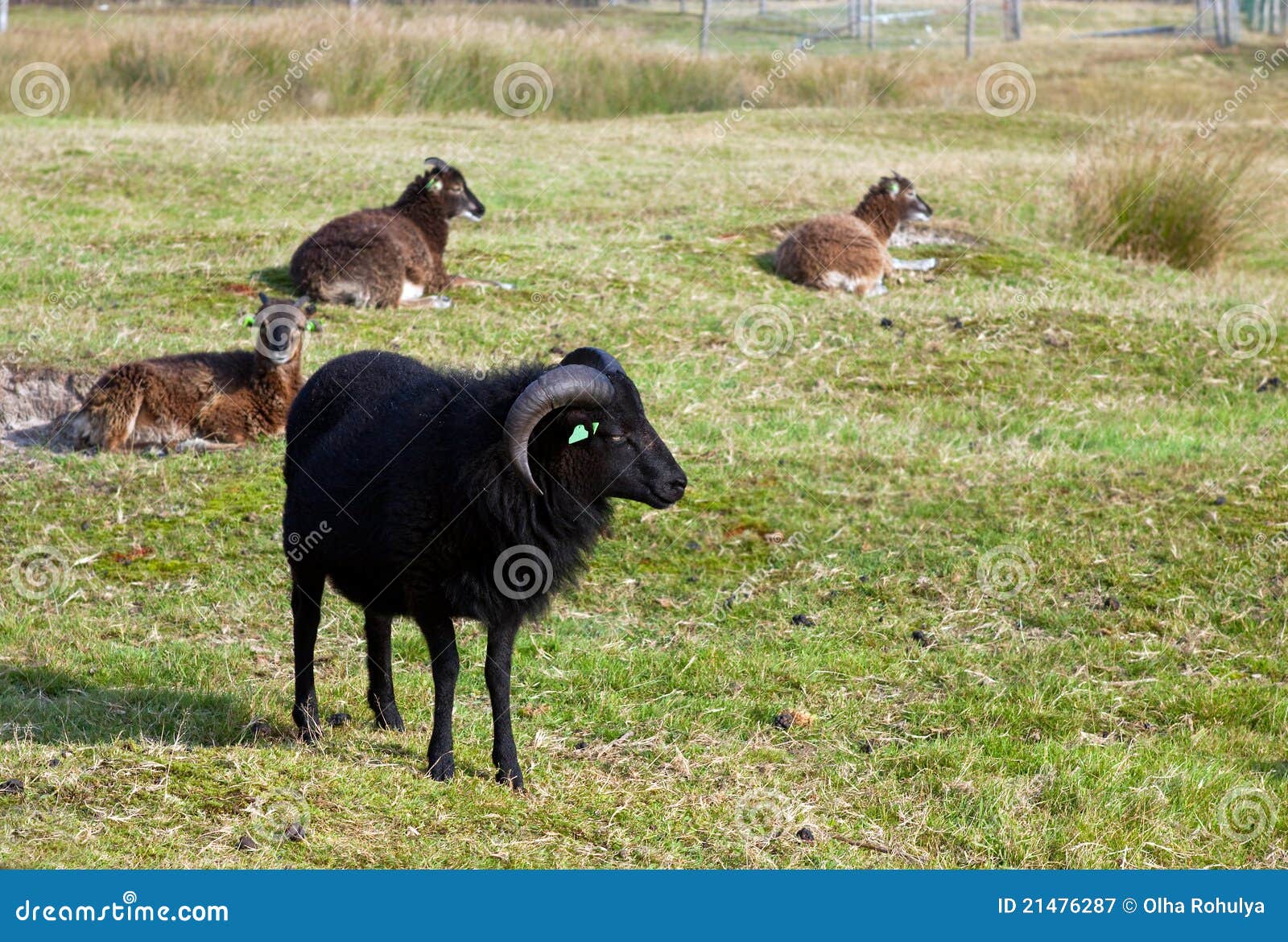 Black ram stock image. Image of farmland, male, dutch - 21476287