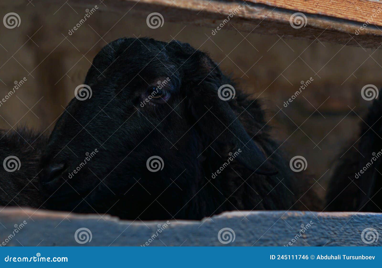 Black ram stock photo. Image of horned, head, wildlife - 245111746