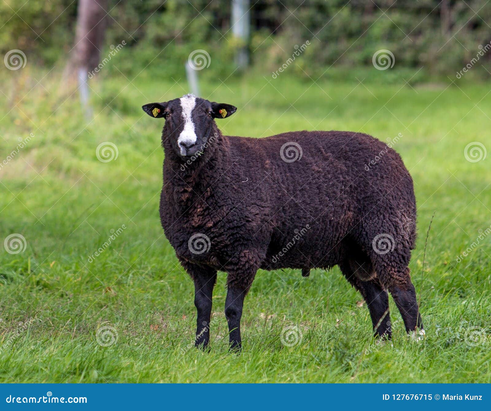 Black ram stock image. Image of meadow, black, animals - 127676715