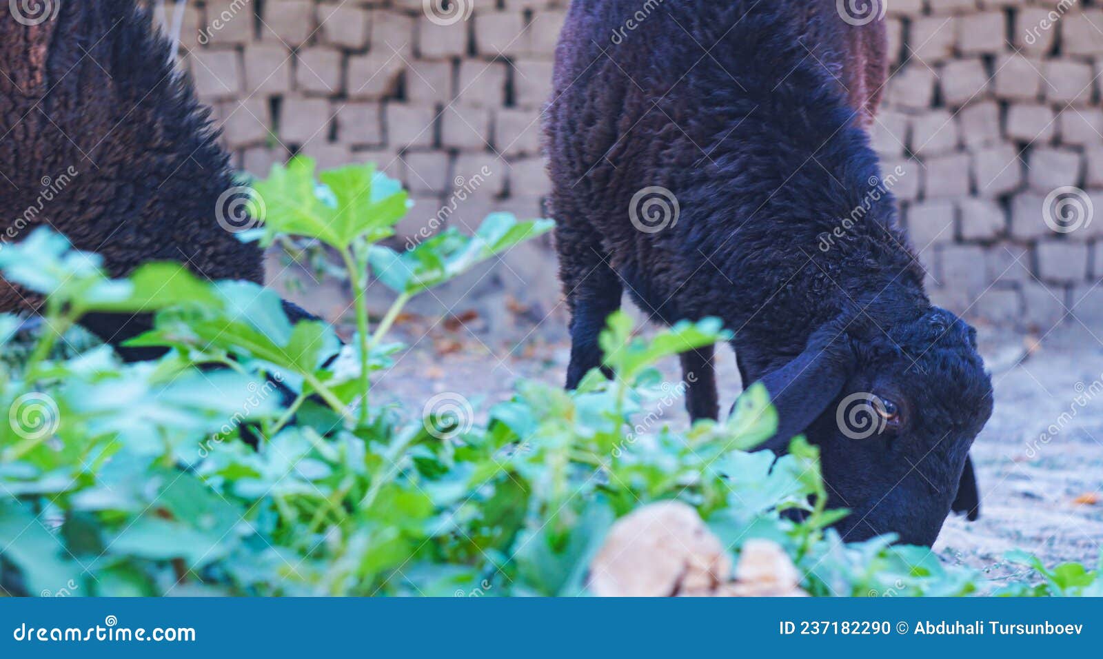 The black rams are eating stock photo. Image of grazing - 237182290