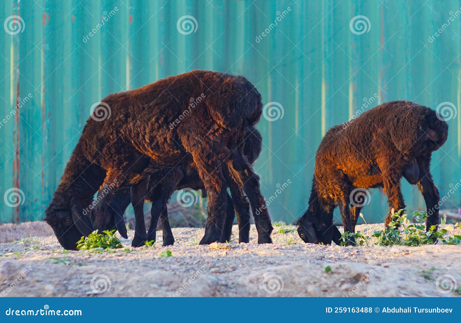 Black rams are grazing stock photo. Image of herd, flock - 259163488