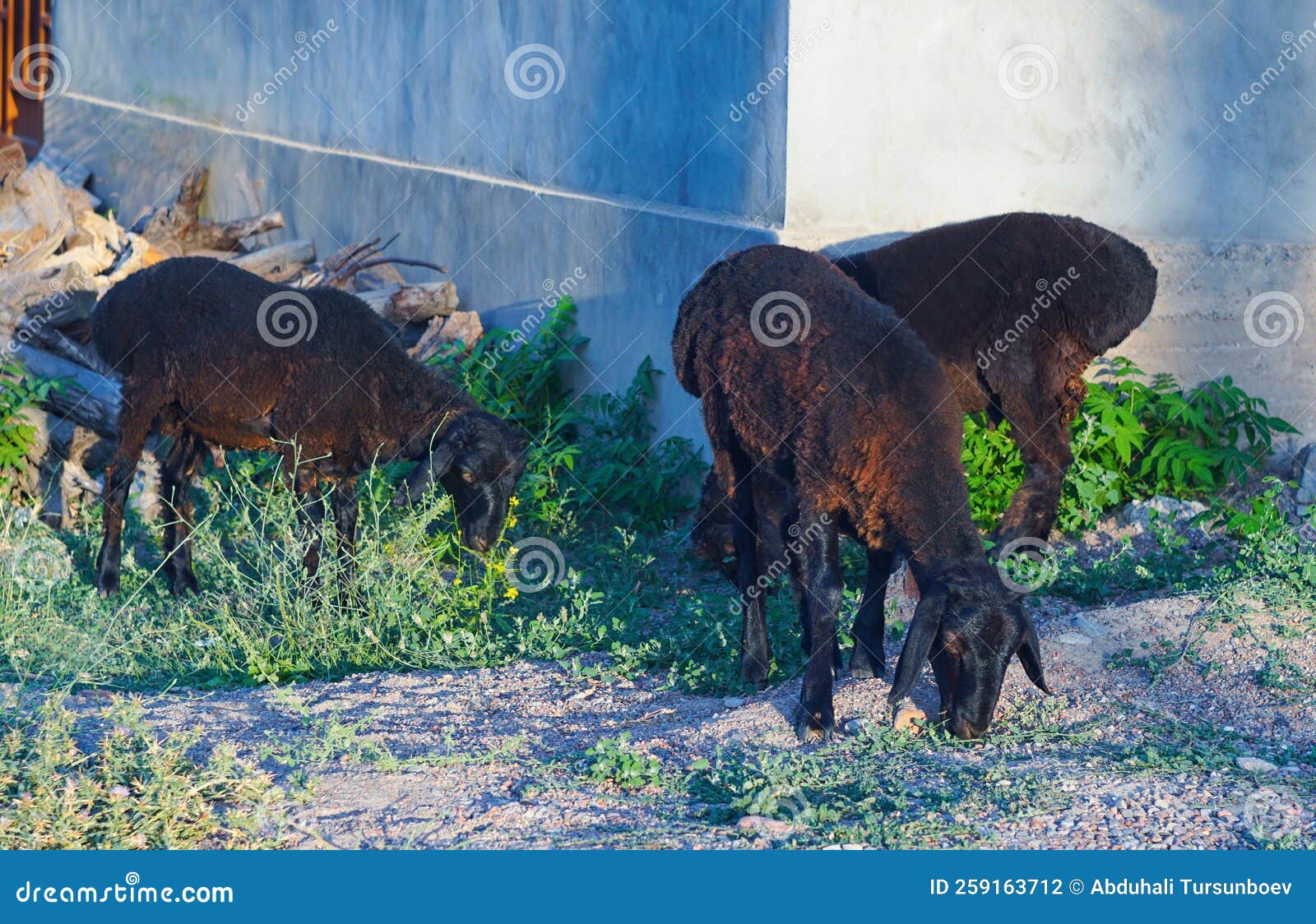 Black rams are grazing stock photo. Image of herd, farming - 259163712
