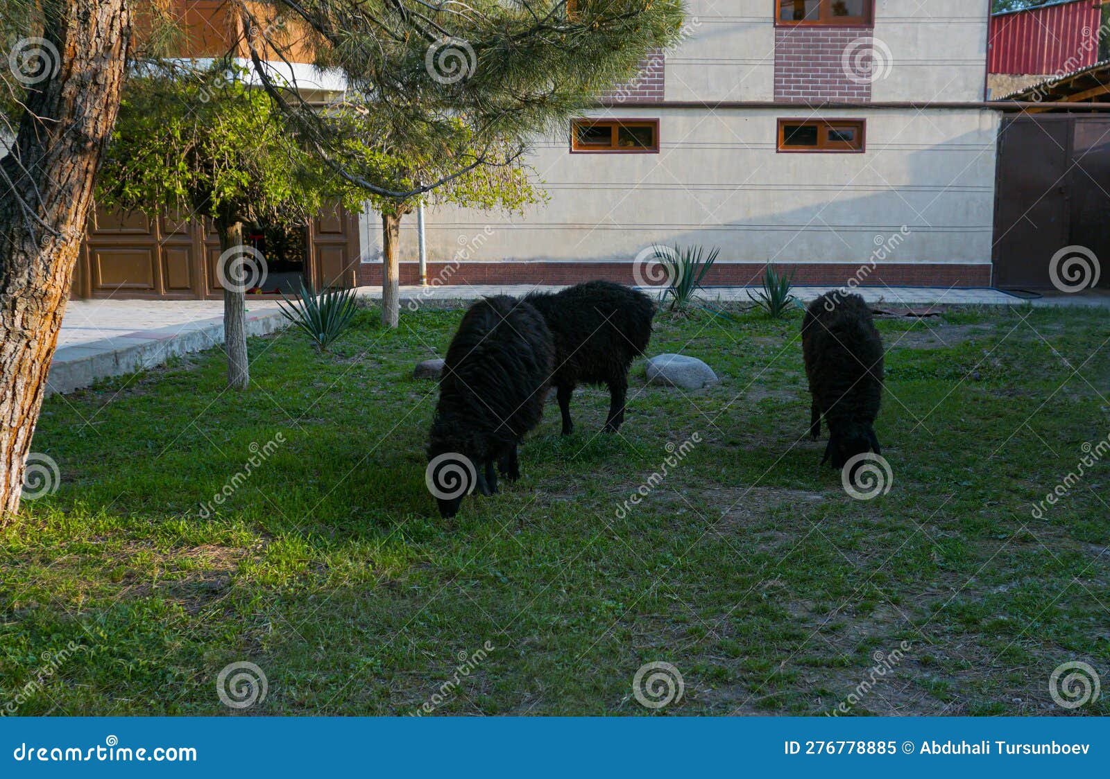 Black rams stock image. Image of livestock, wildlife - 276778885