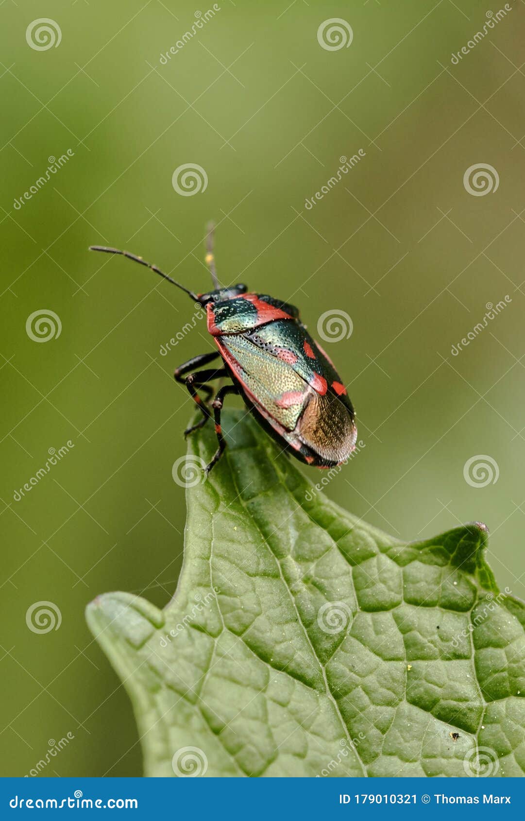 Black Bug, Shield Bug, Eurydema Oleracea Stock Image - Image of ...