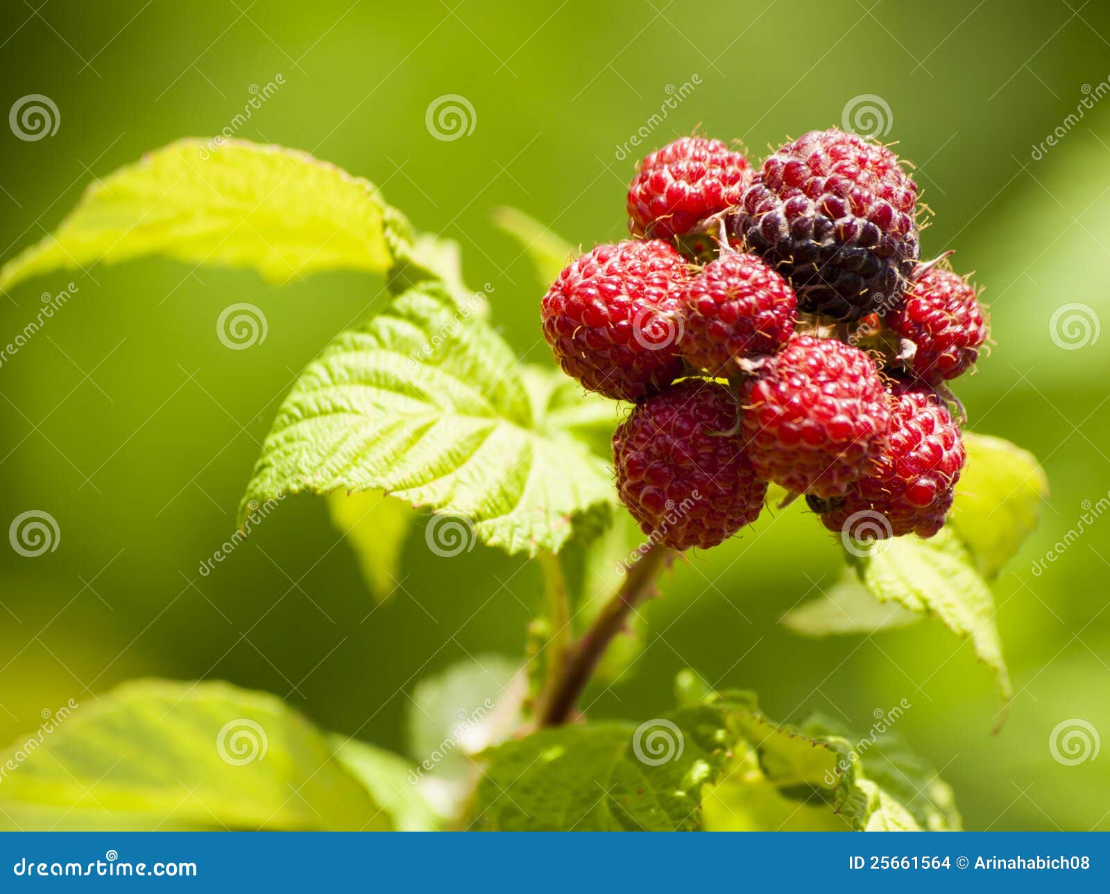 Black Rasberry stock photo. Image of black, fresh, healthy - 25661564