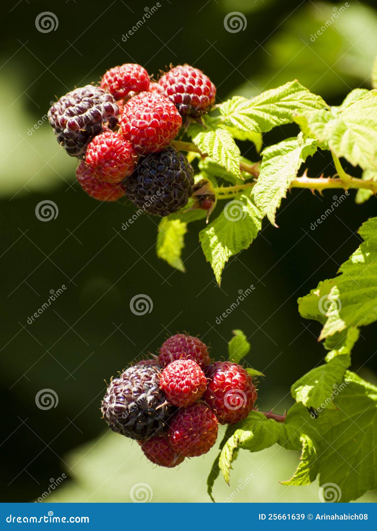 Black Rasberry stock image. Image of food, natural, plant - 25661639