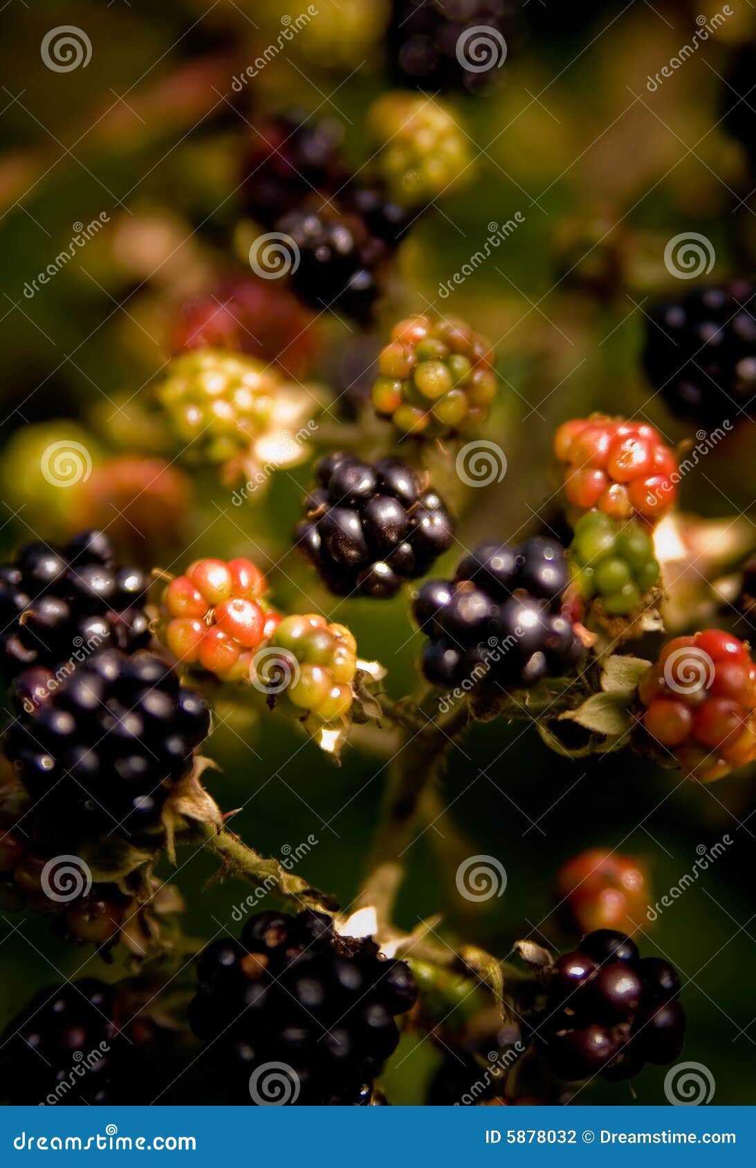 Black Raspberries stock photo. Image of black, blur, branch - 5878032