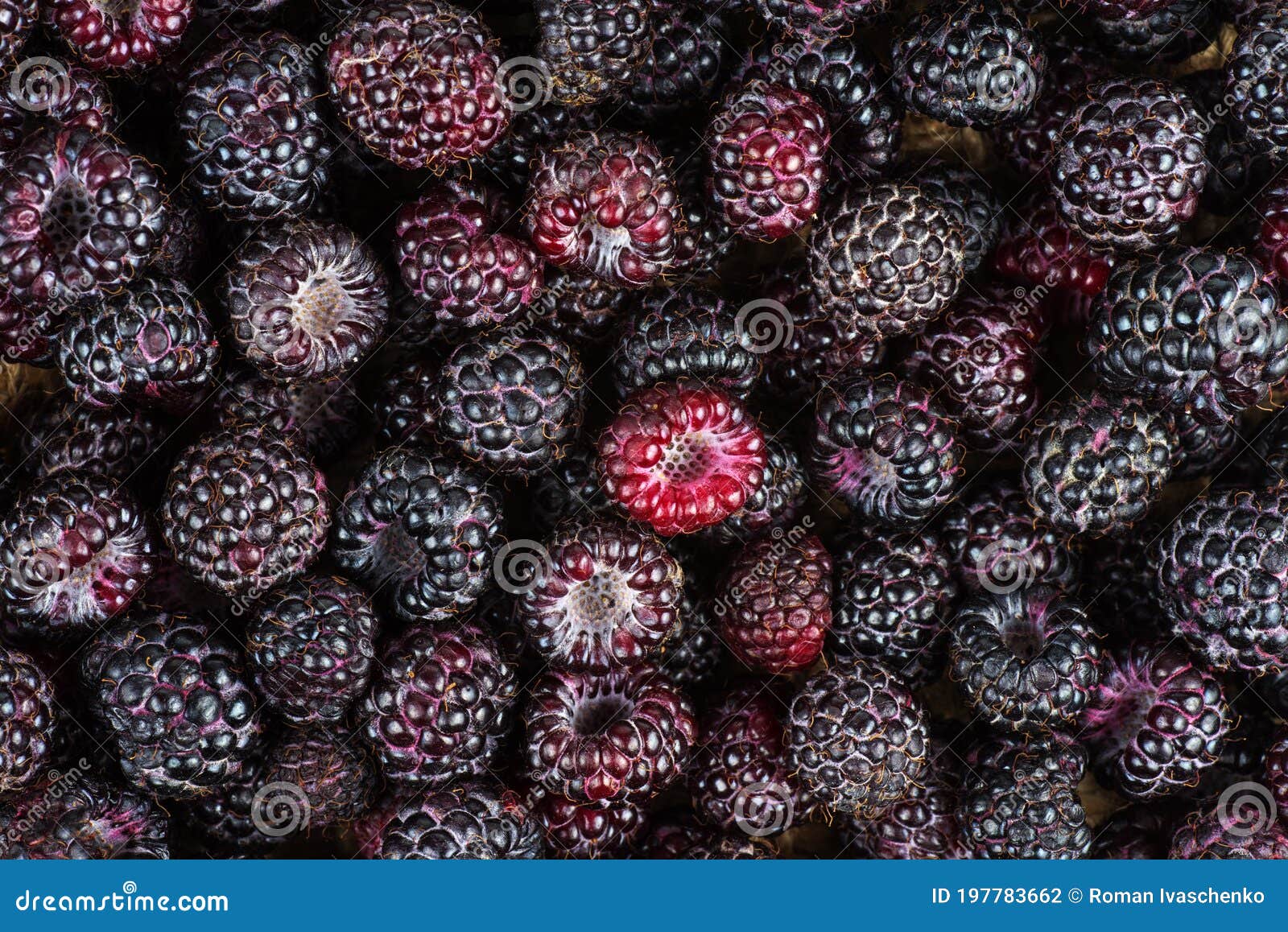 Black Raspberries Background Stock Photo - Image of backgroundfood ...