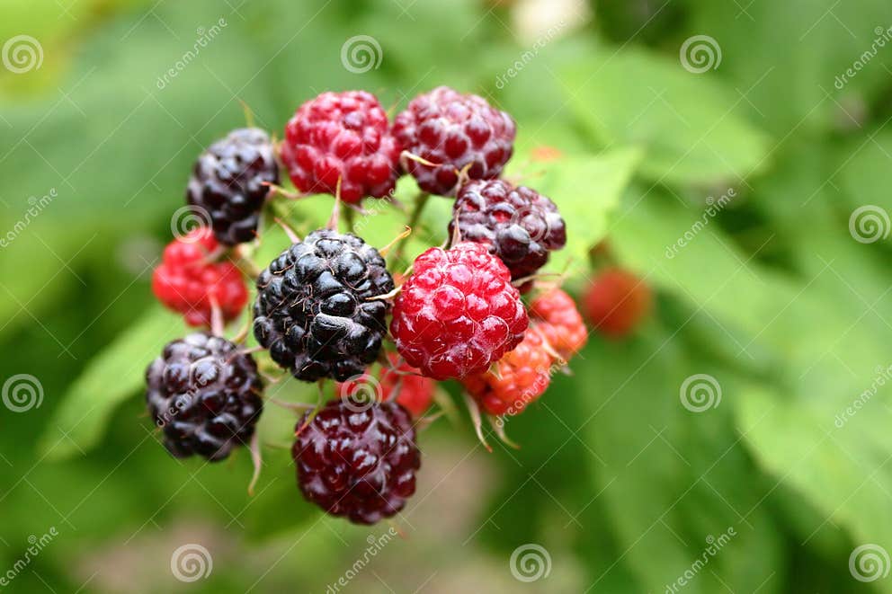 Black Raspberries with Leaves in the Background Stock Image - Image of ...
