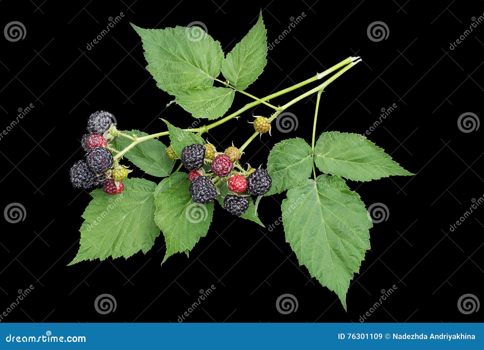 Black Raspberries (Rubus Occidentalis) on a Black Background Stock ...