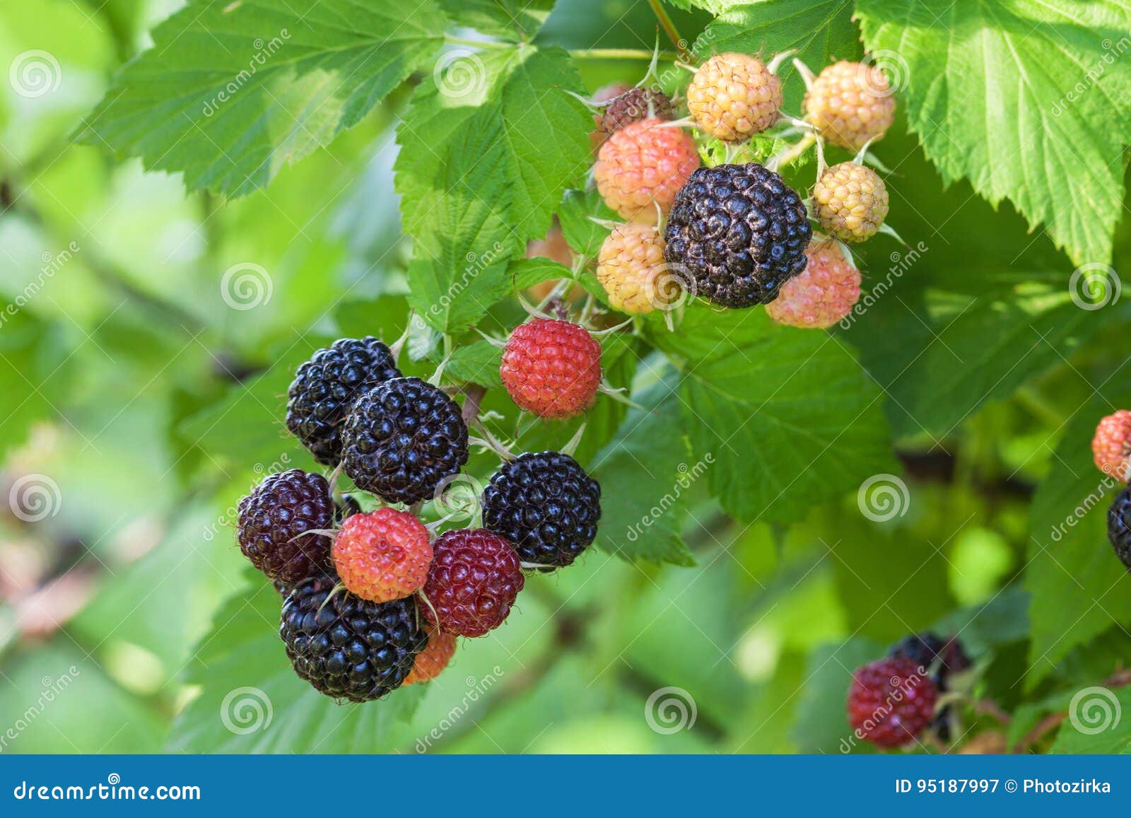 Black Raspberry of Berries Ripening Stock Image - Image of bush ...