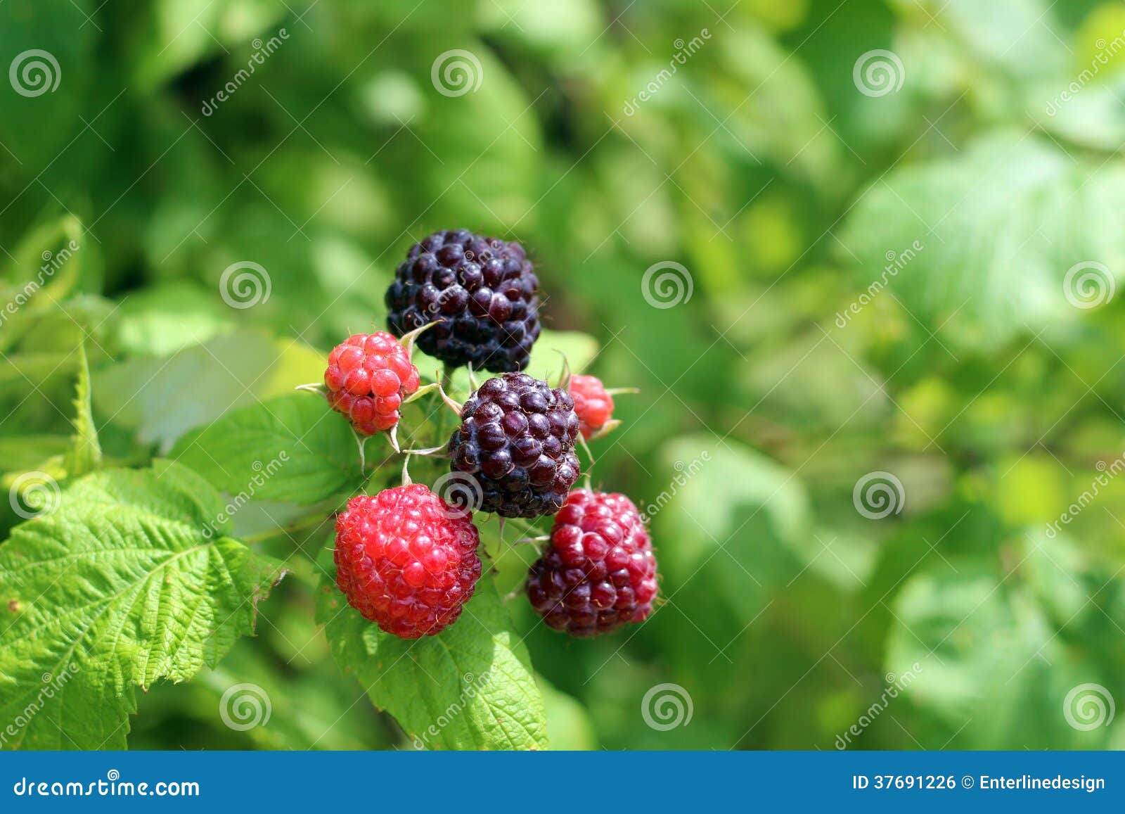 Black Raspberry Bush stock photo. Image of bush, raspberry - 37691226