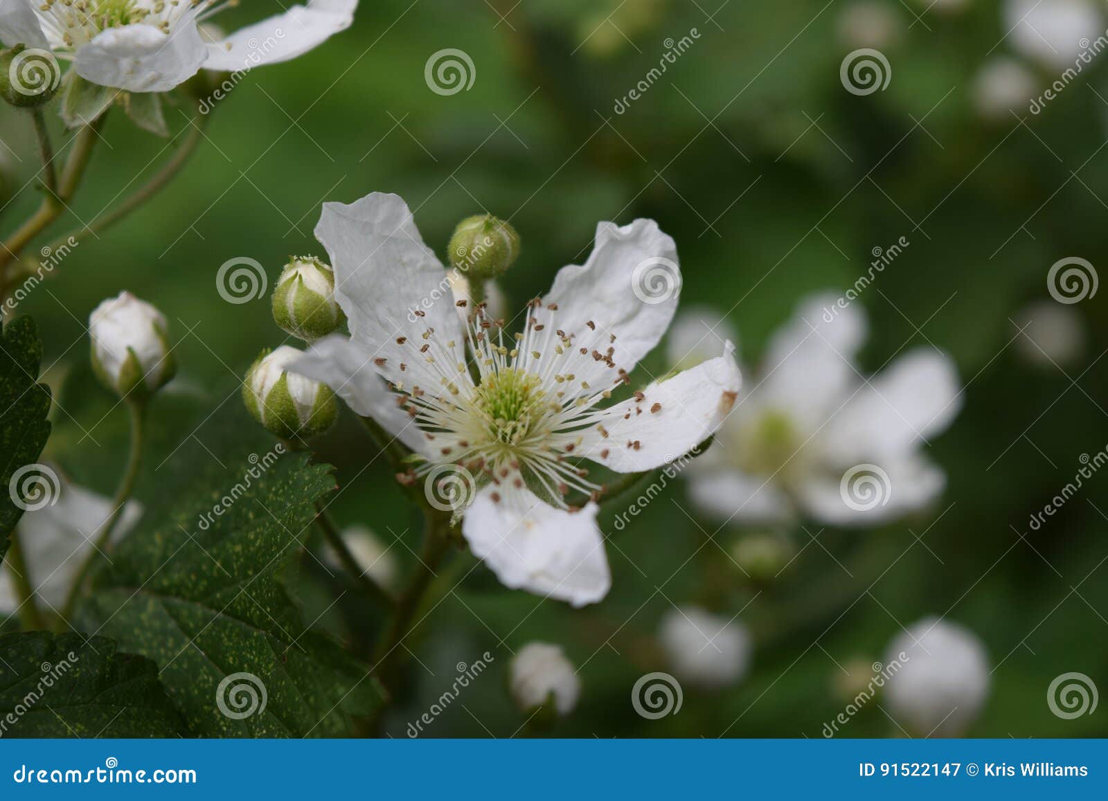Black Raspberry Bush Flower Bloom Stock Image - Image of magdala ...