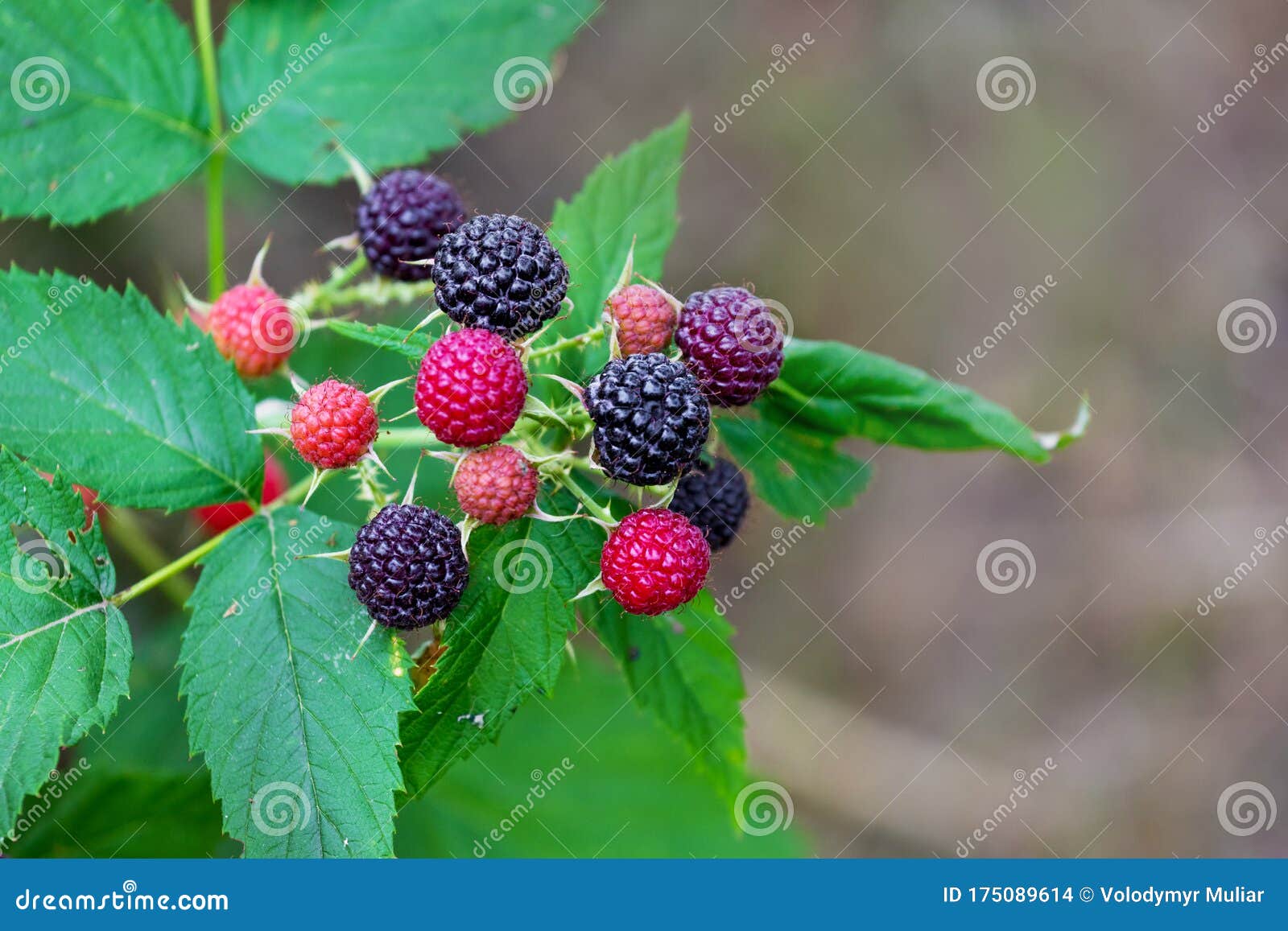 Black Raspberry Bush with Fruits during Ripening_ Stock Photo - Image ...