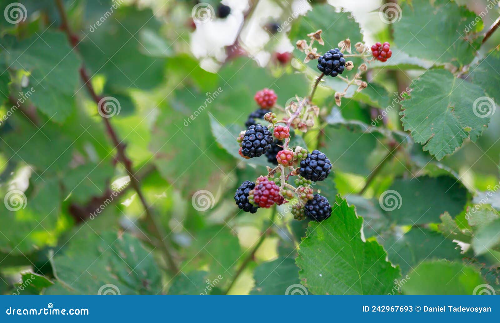 Black raspberry bush stock image. Image of grow, food - 242967693