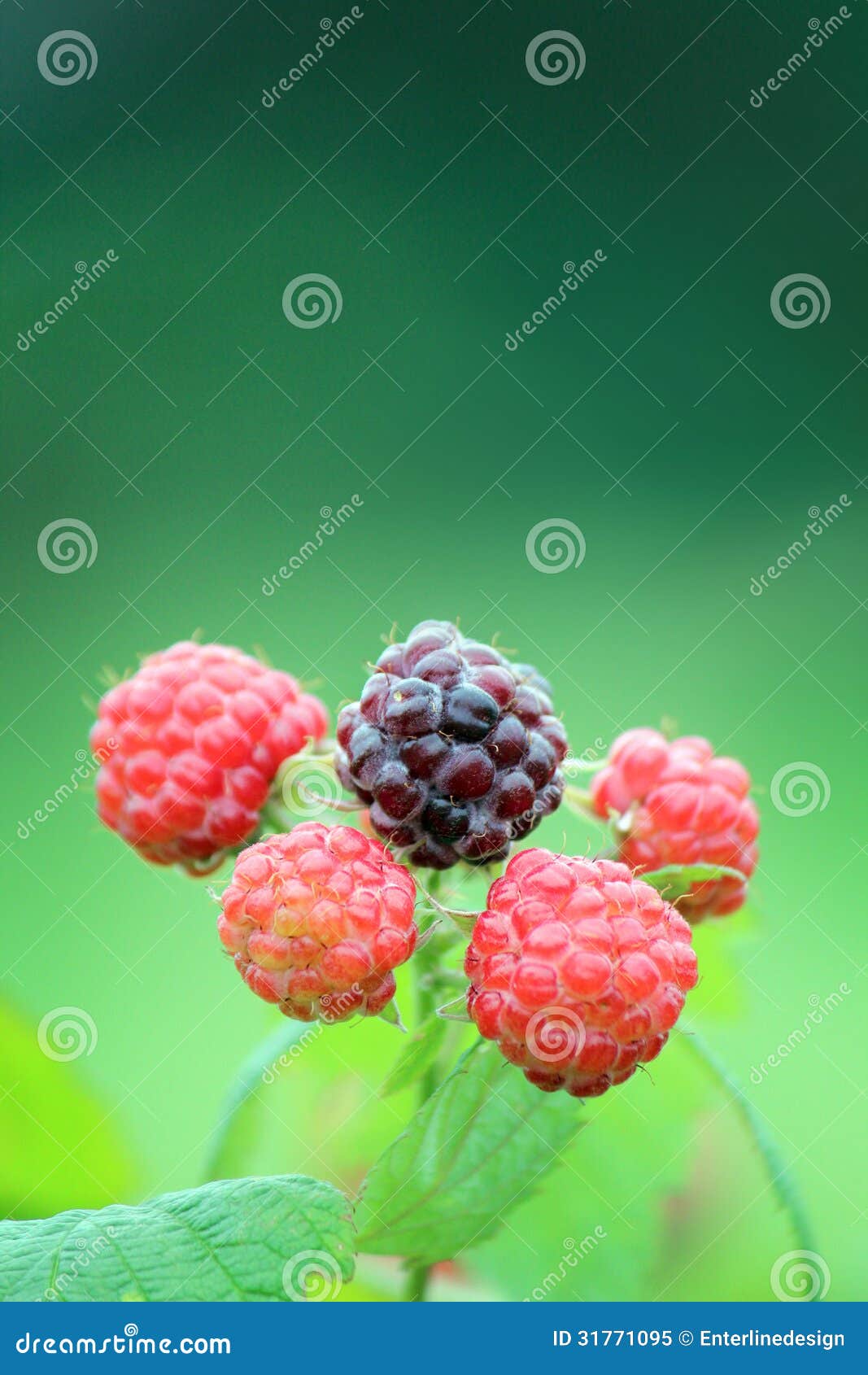 Black Raspberry Closeup stock image. Image of freshness - 31771095