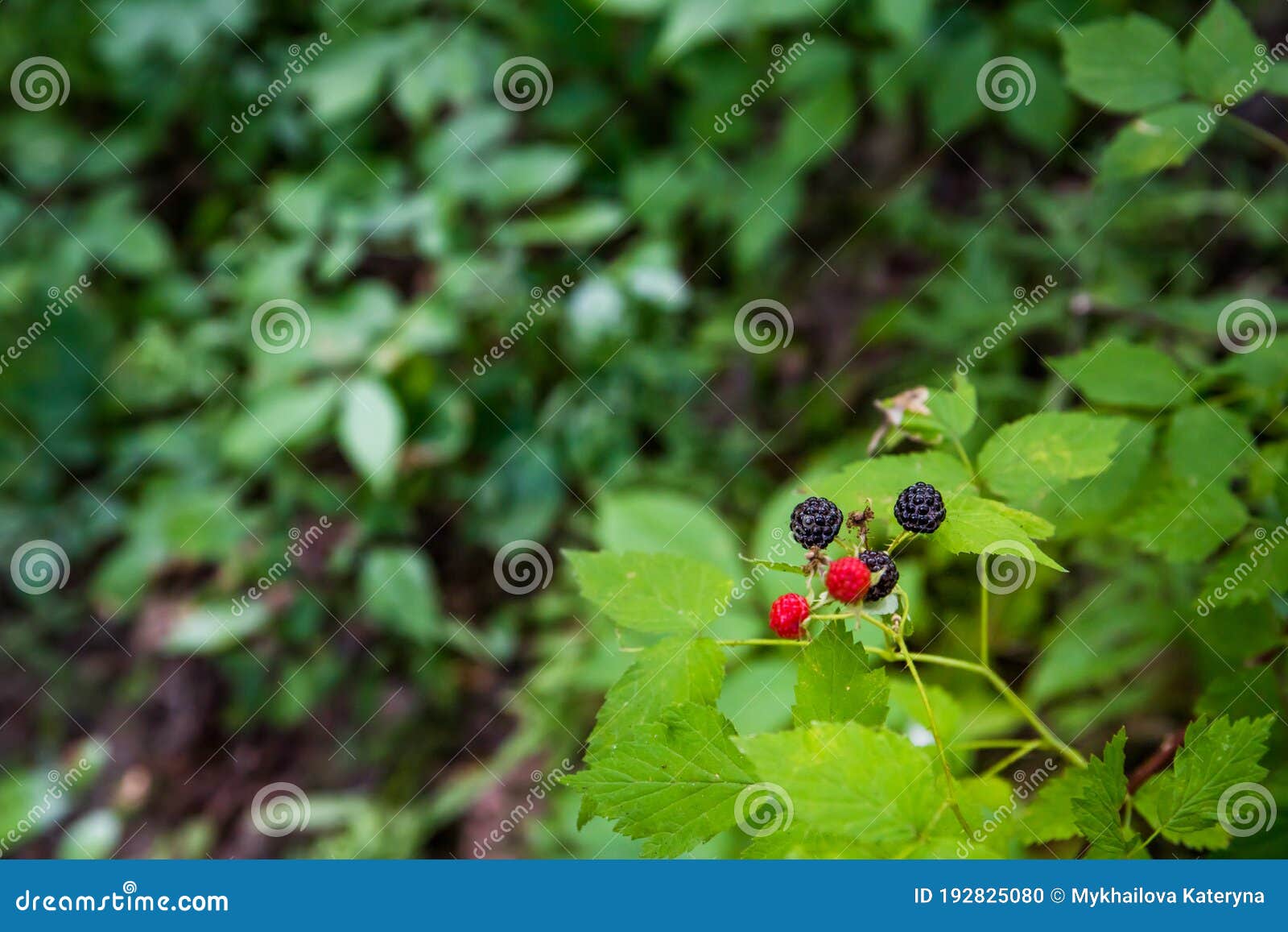 Black Raspberry in Forest. Nature Background Stock Photo - Image of ...