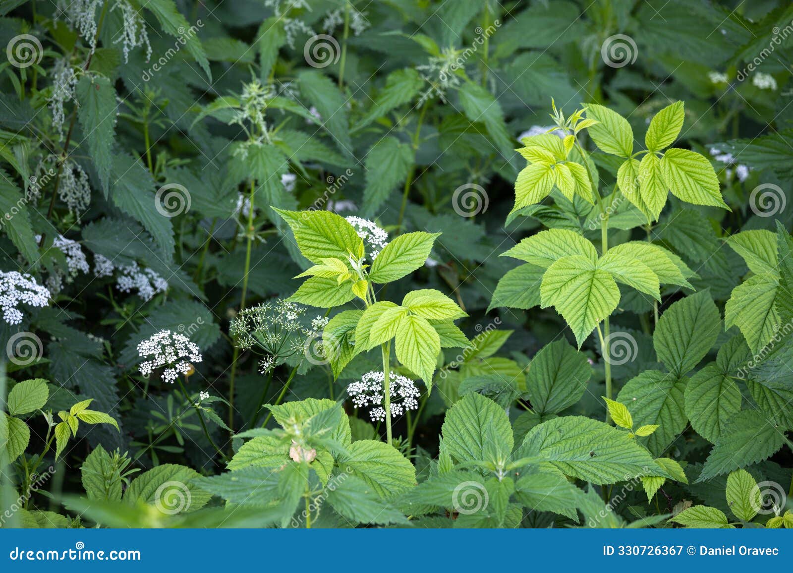 Black Raspberry Fresh Green Plants with Nettles on Background, Spring ...