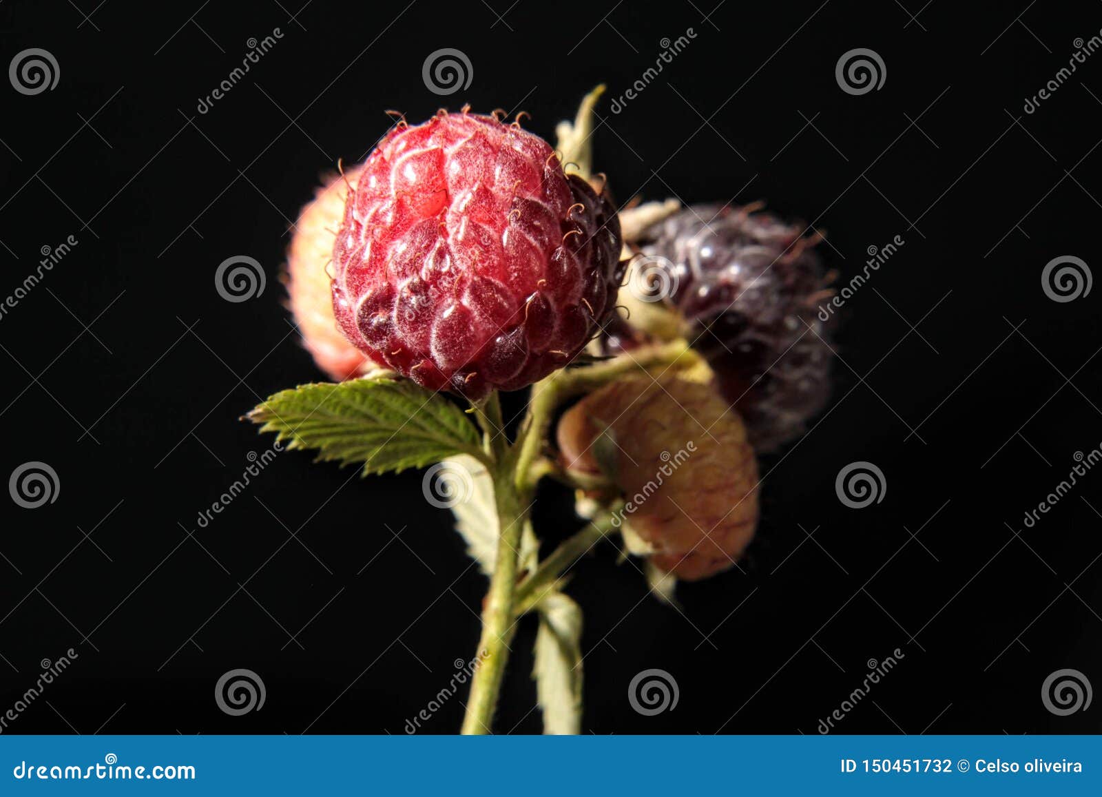 Black Raspberry Isolated on a Black Background Stock Photo - Image of ...