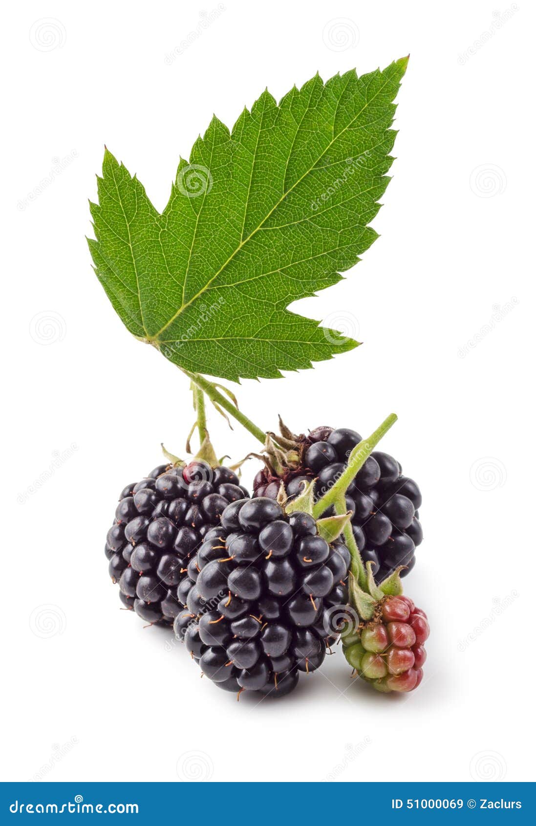 Black raspberry isolated stock image. Image of leaf, full - 51000069