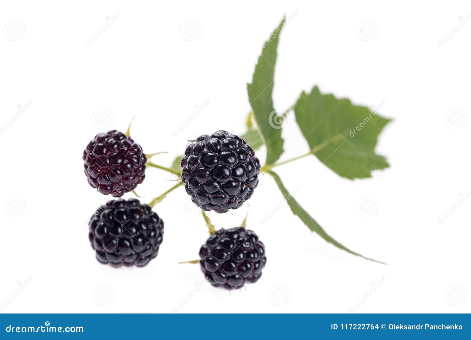 Black Raspberry with Leaves, Isolated on White Background Stock Photo ...