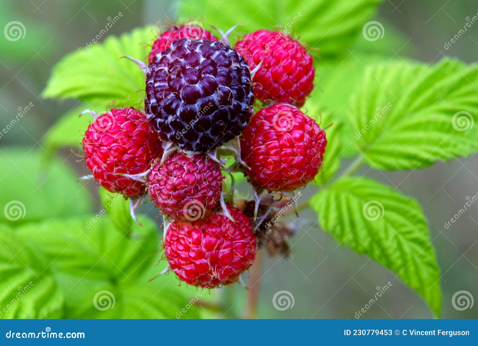 Black Raspberry Green Leaf Mandala 03 Stock Image - Image of natural ...