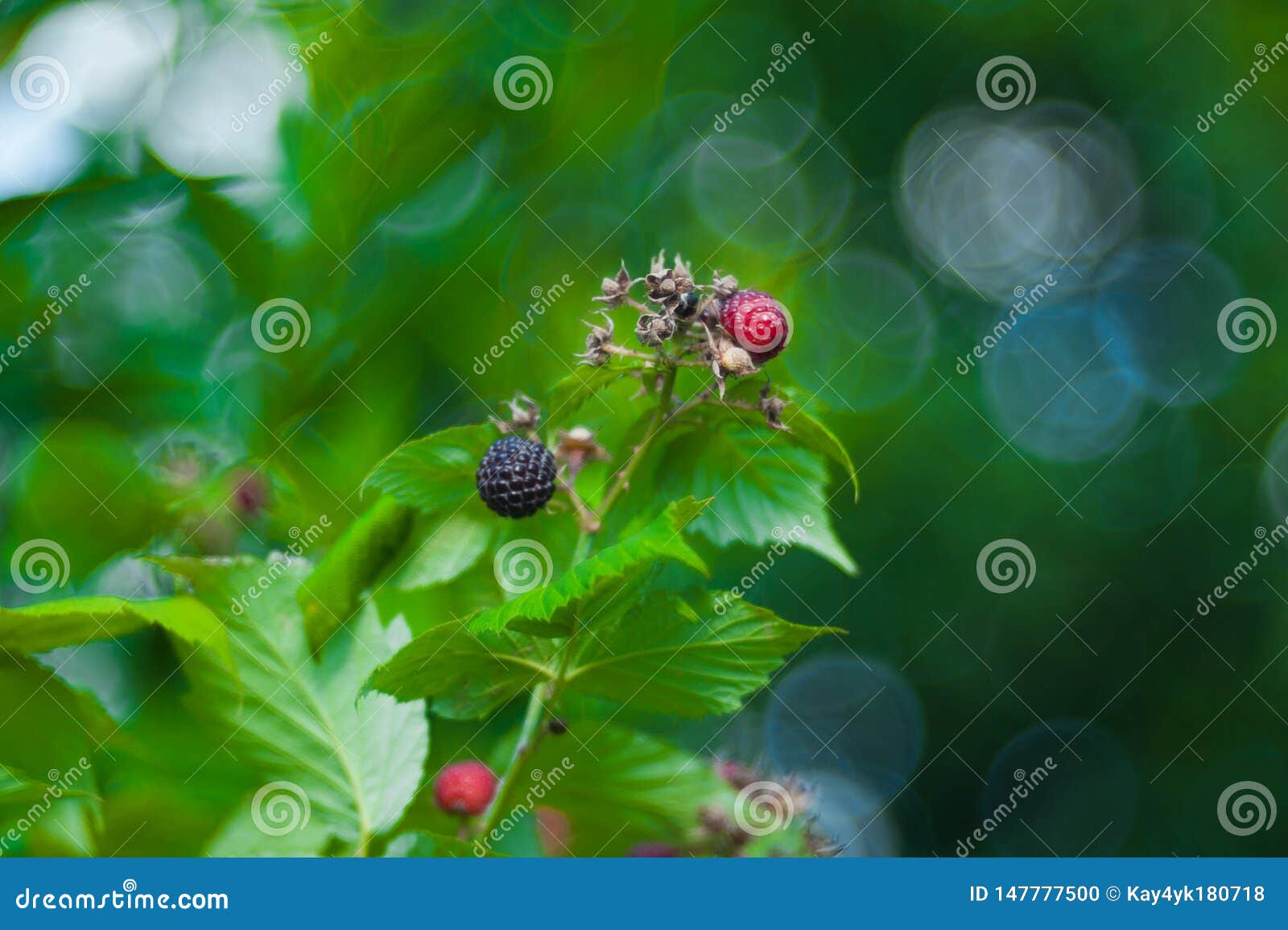 Black Raspberry Rubus Occidentalis of Berries Ripening Closeup Stock ...
