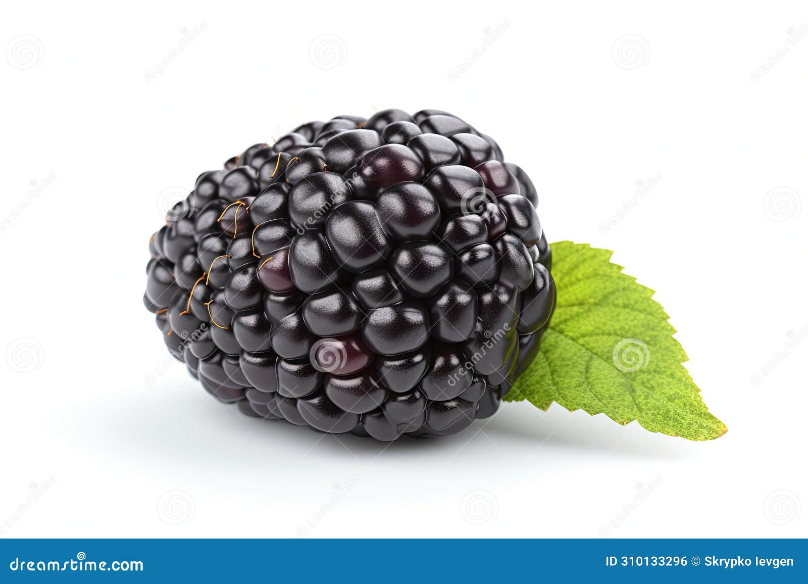 Black raspberry with stem stock illustration. Illustration of ripe ...