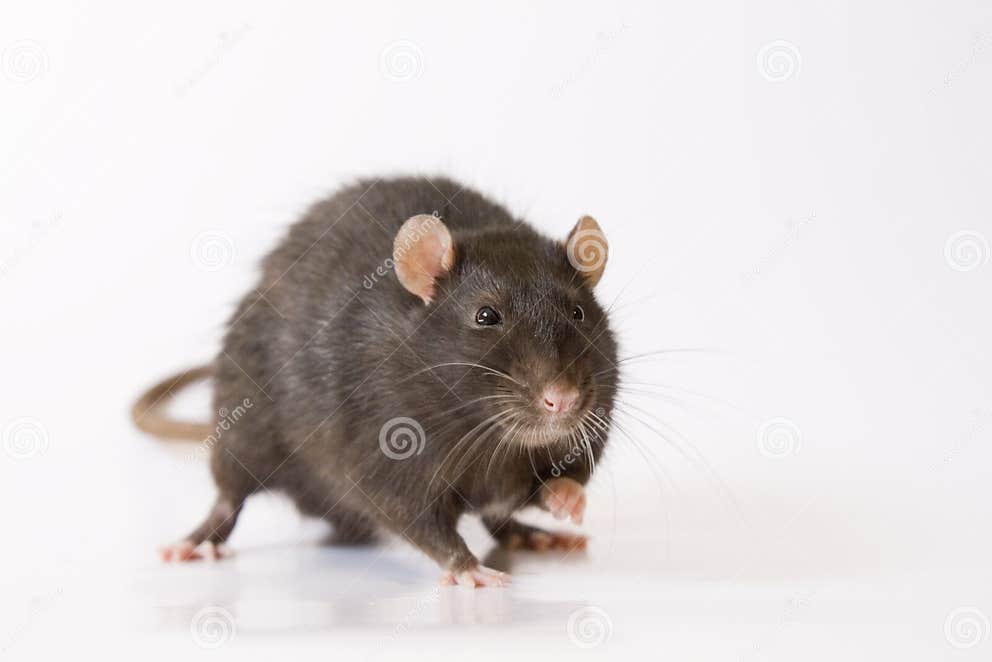 Black rat stock image. Image of nose, moustache, mouse - 10762353