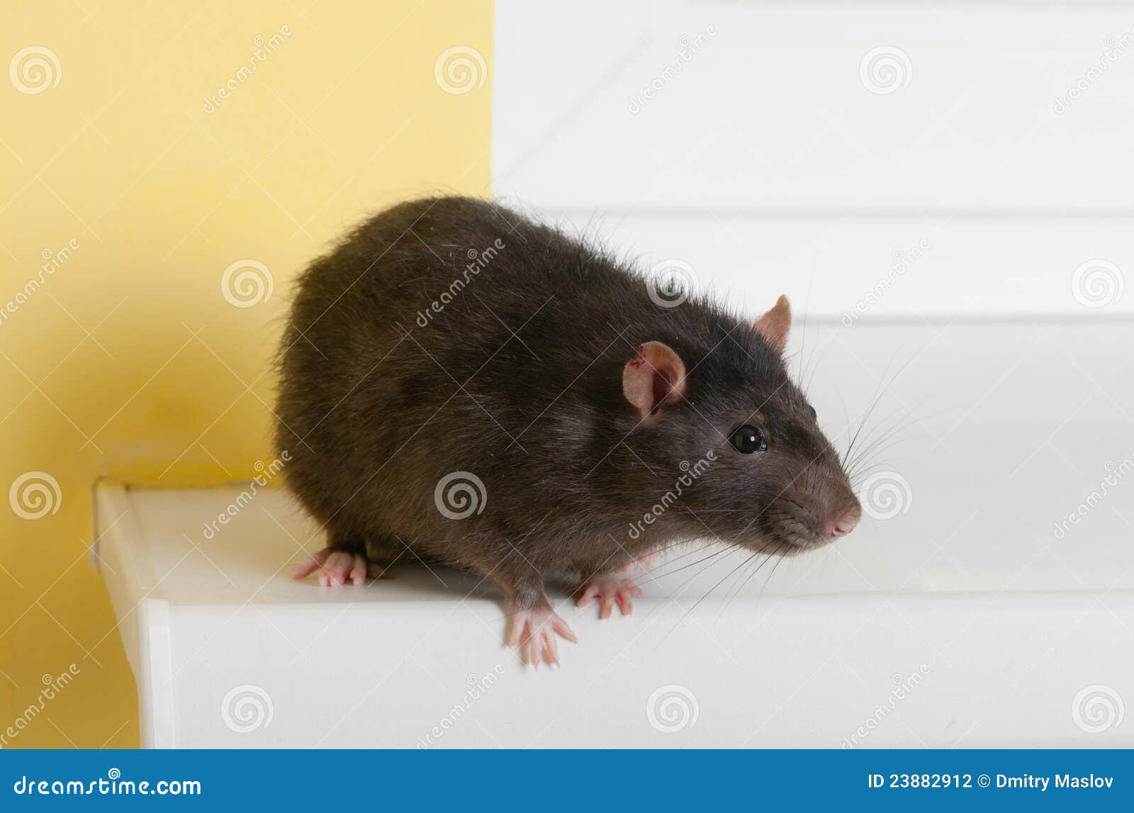 Black rat stock photo. Image of window, domestic, house - 23882912