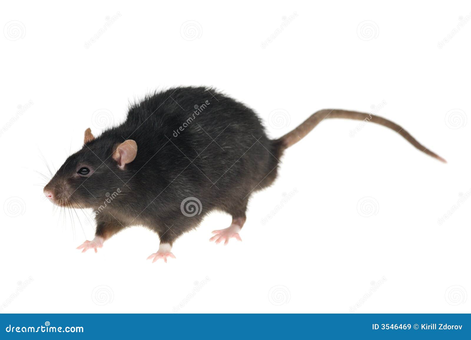 Black rat stock image. Image of rodent, white, tail, close - 3546469