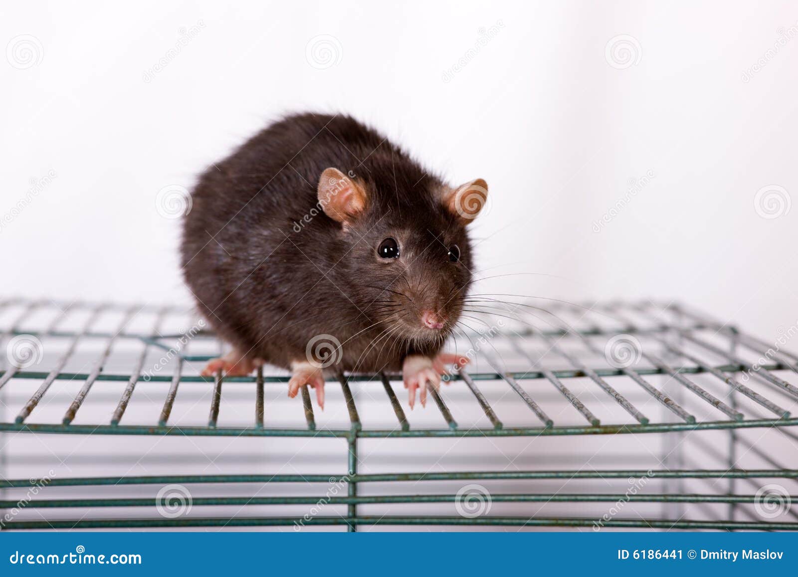 Black rat stock image. Image of white, cage, beauty, cute - 6186441