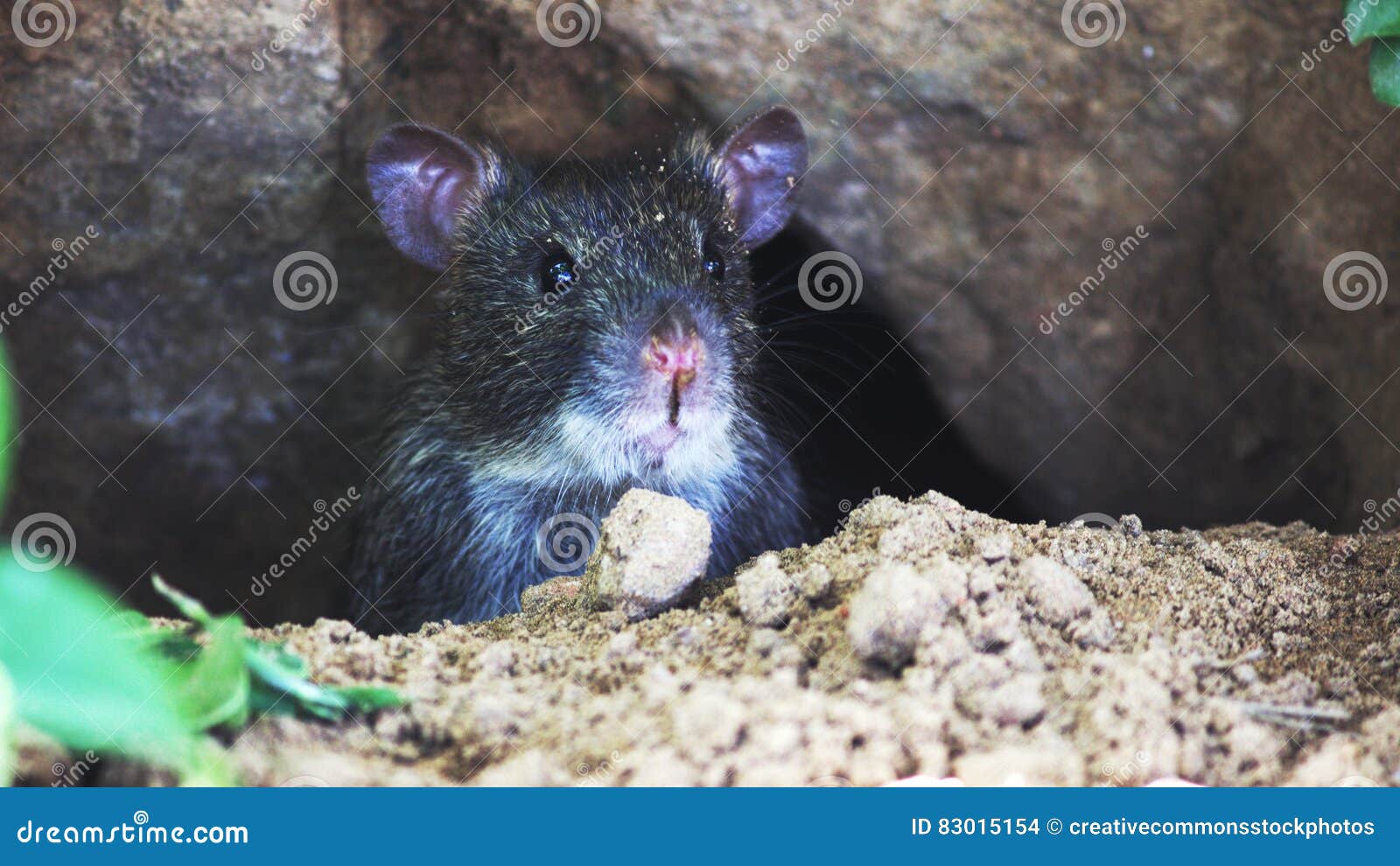 Black Rat Picture. Image: 83015154