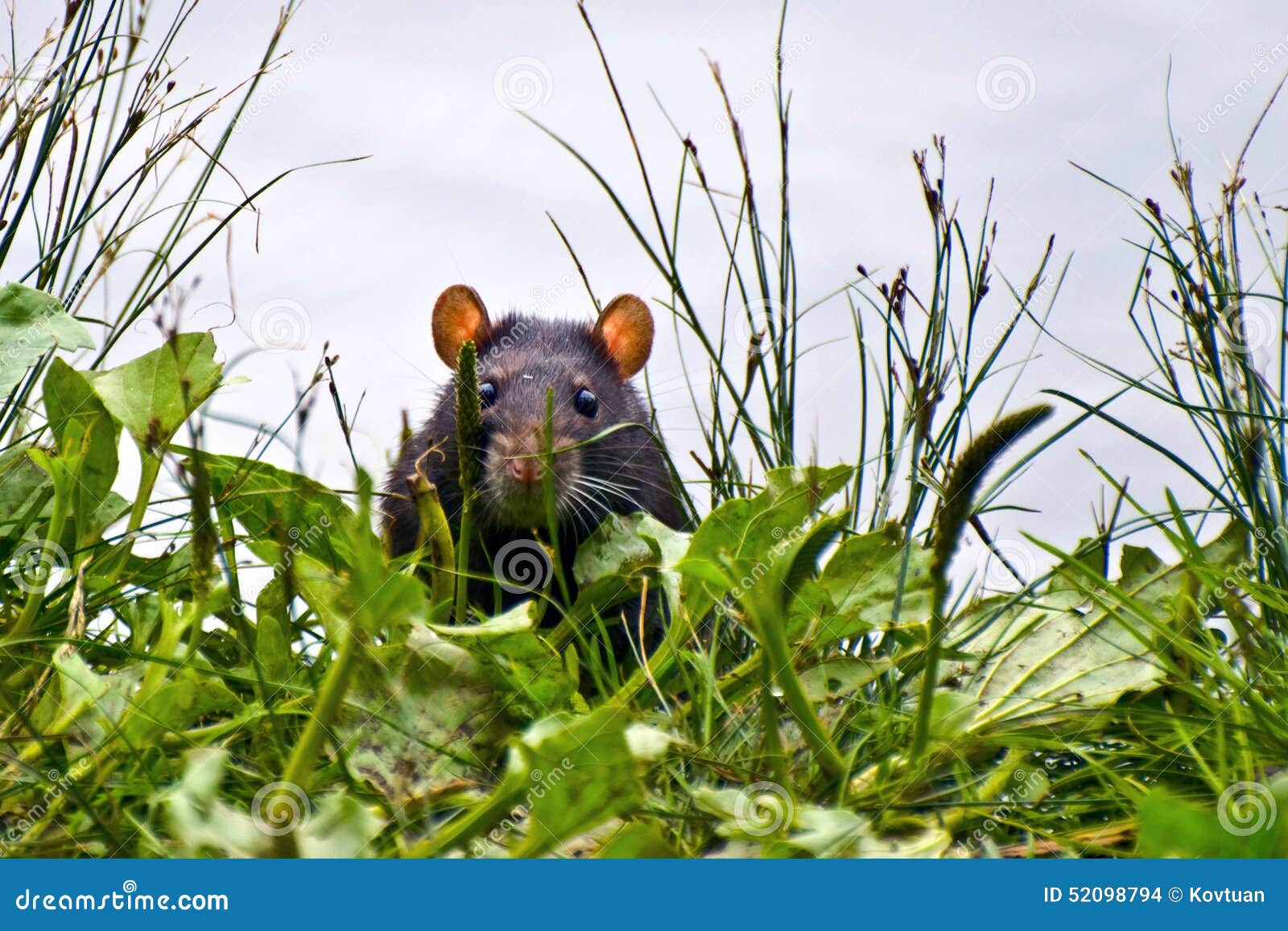Black Rat Cautiously Peeking Out of the Grass Stock Photo - Image of ...