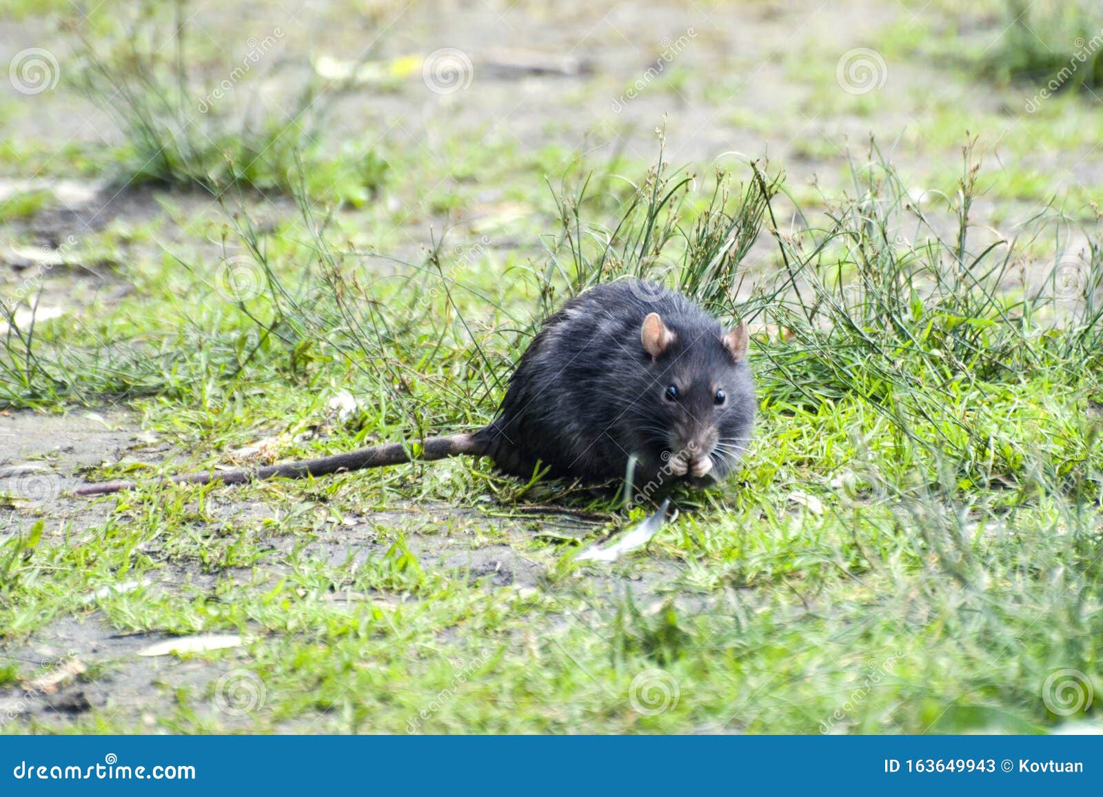 Black Rat Eats from Forepaws Stock Image - Image of stretching, green ...