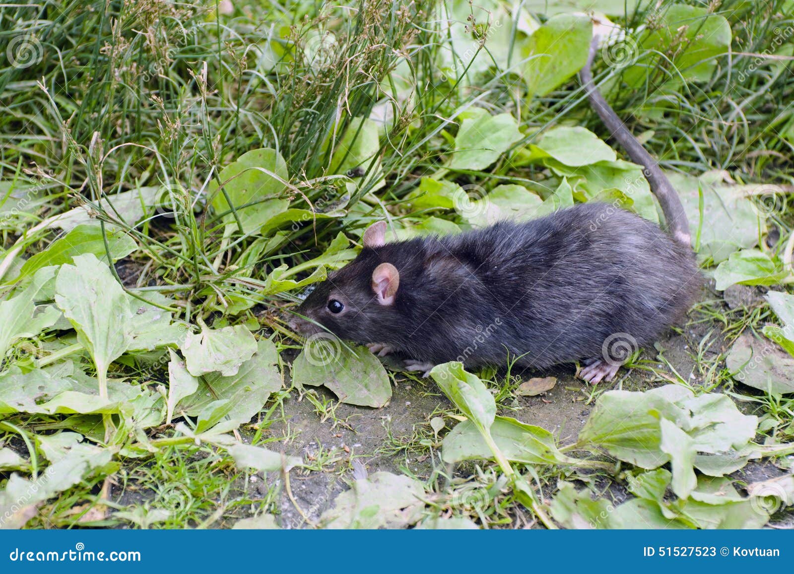 Black rat in the grass stock image. Image of nature, eyes - 51527523