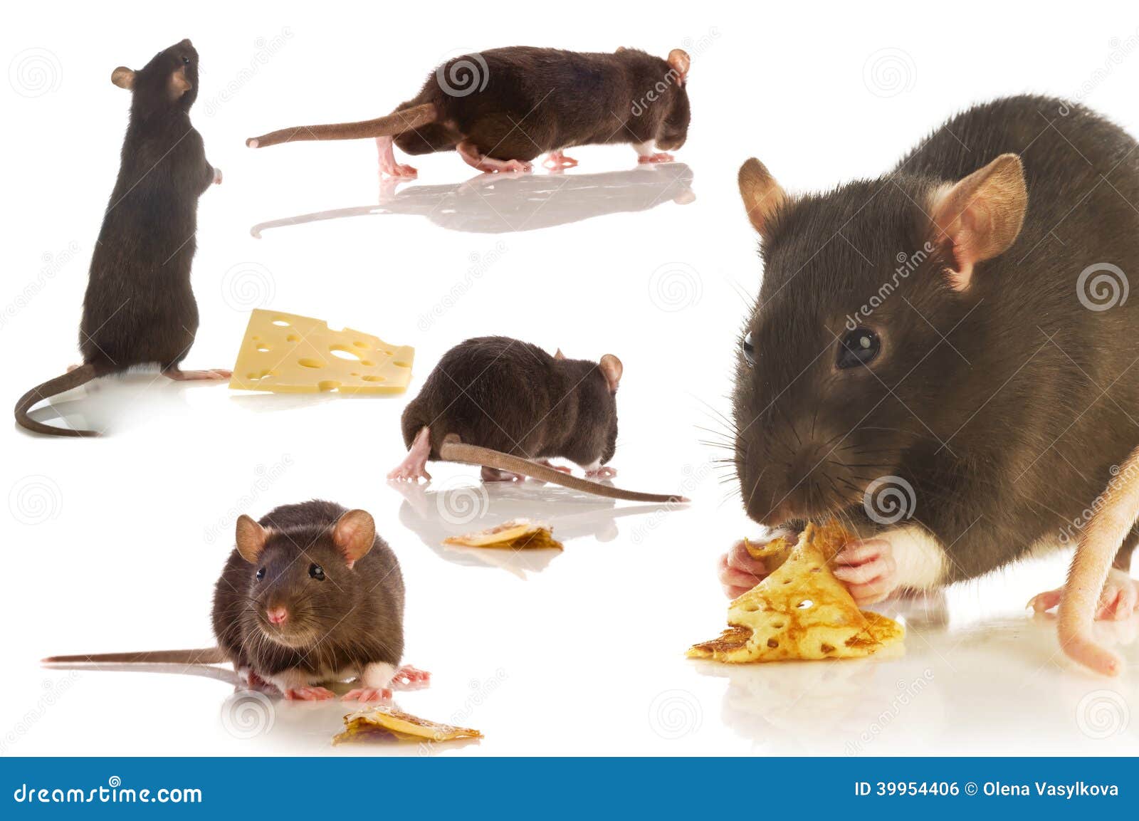 189 Rat Collage Stock Photos - Free & Royalty-Free Stock Photos from ...
