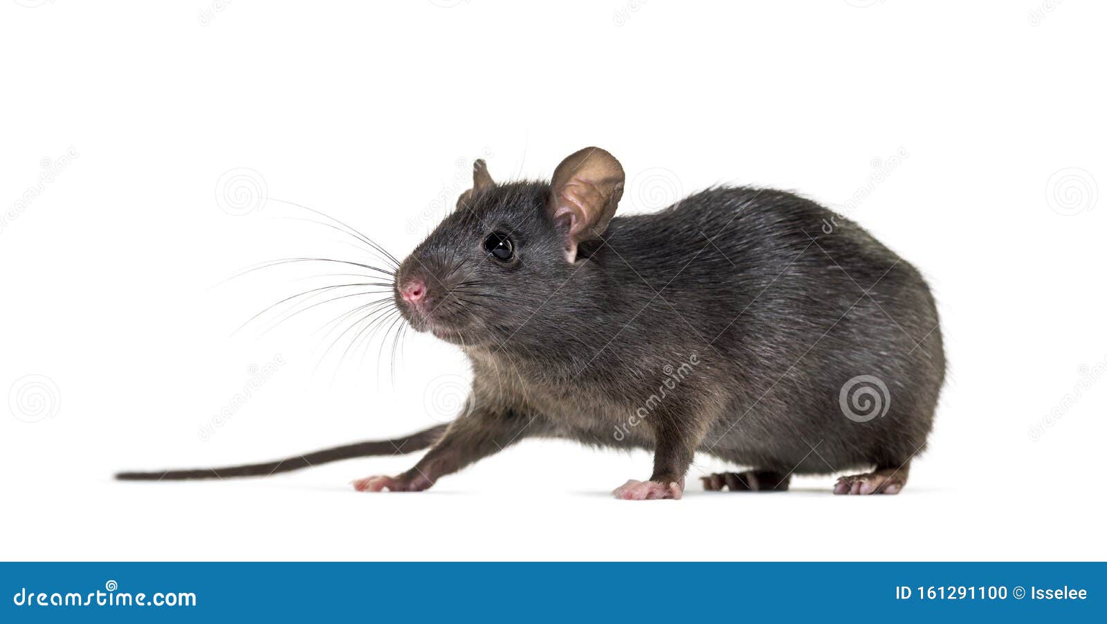 Black Rat, Rattus Rattus, in Front of White Background Stock Photo ...