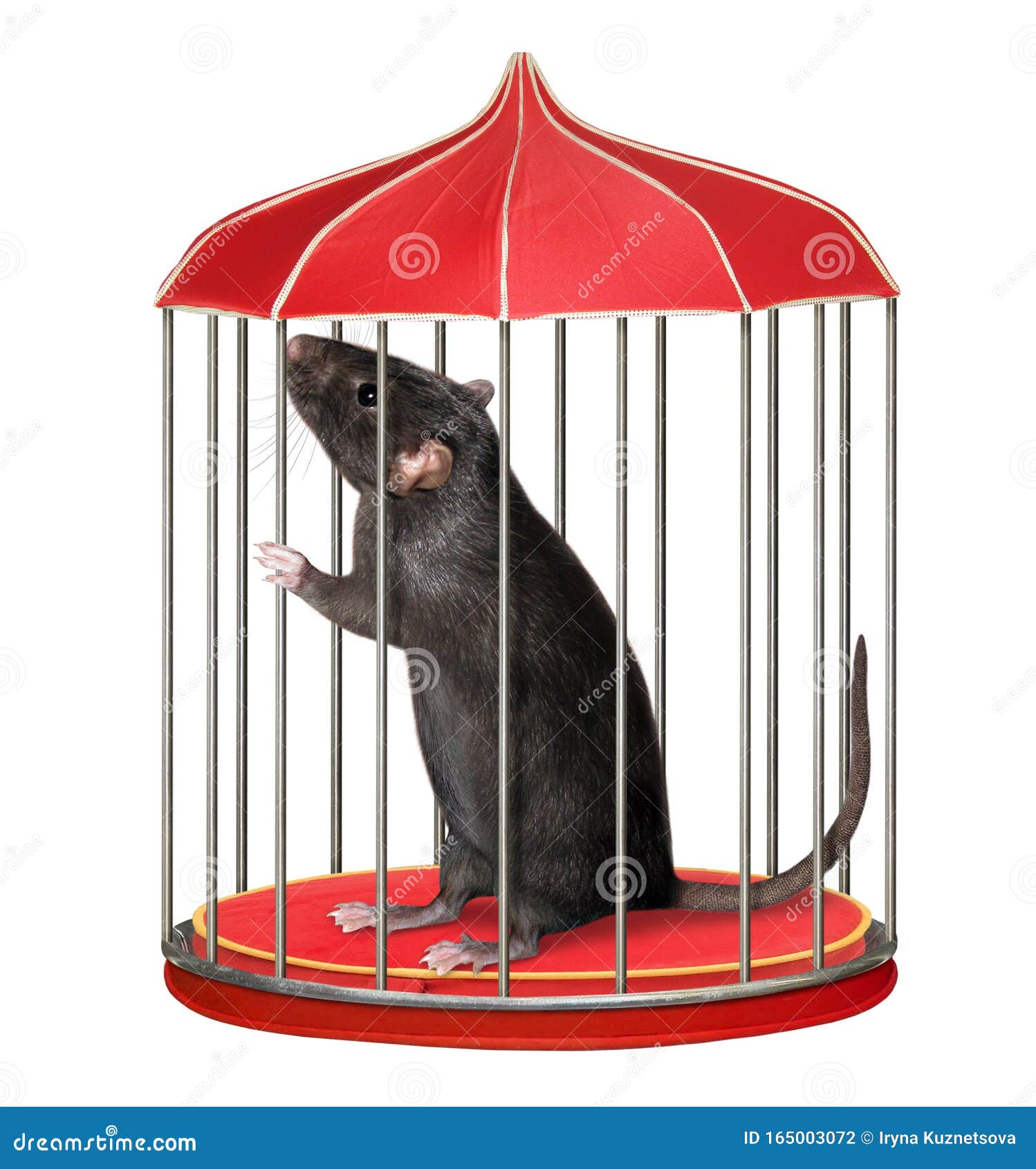 Rat in red rodent cage stock photo. Image of close, dream - 165003072