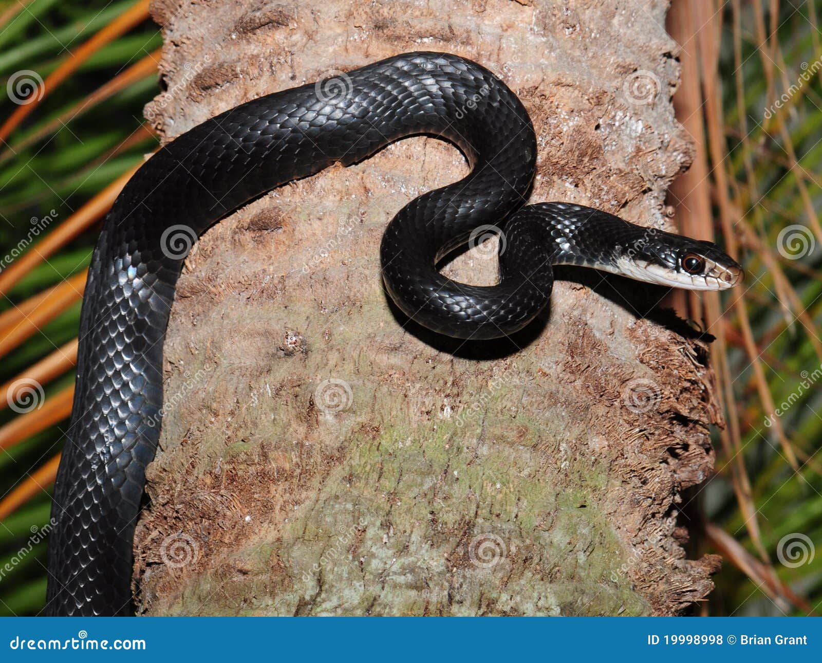 Black Rat Snake Elaphe Obsoleta Stock Photos - Download 37 Royalty Free ...