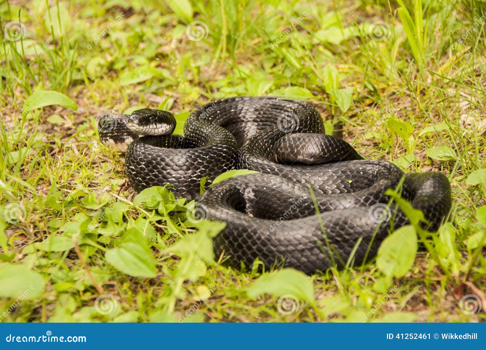 Black Rat Snake stock image. Image of snake, serpent - 41252461