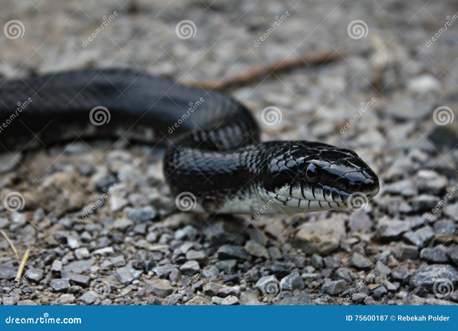 Black Rat Snake stock image. Image of animal, serpentes - 75600187