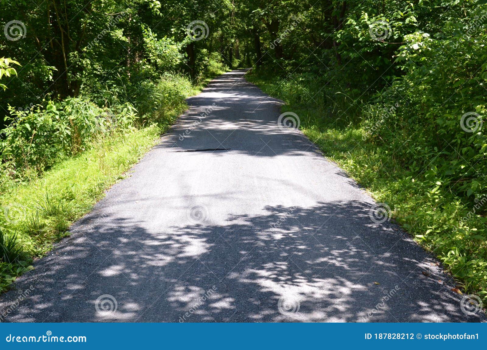 Black Rat Snake on Path in Forest or Woods Stock Photo - Image of ...