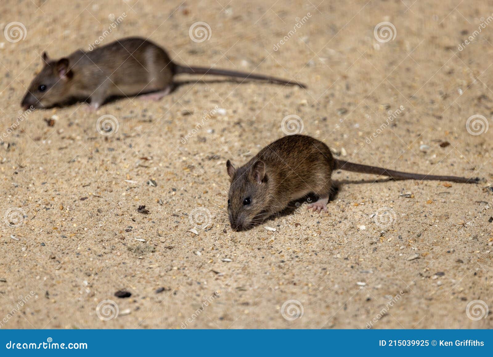 Black Rats stock image. Image of mammal, feeding, rattus - 215039925
