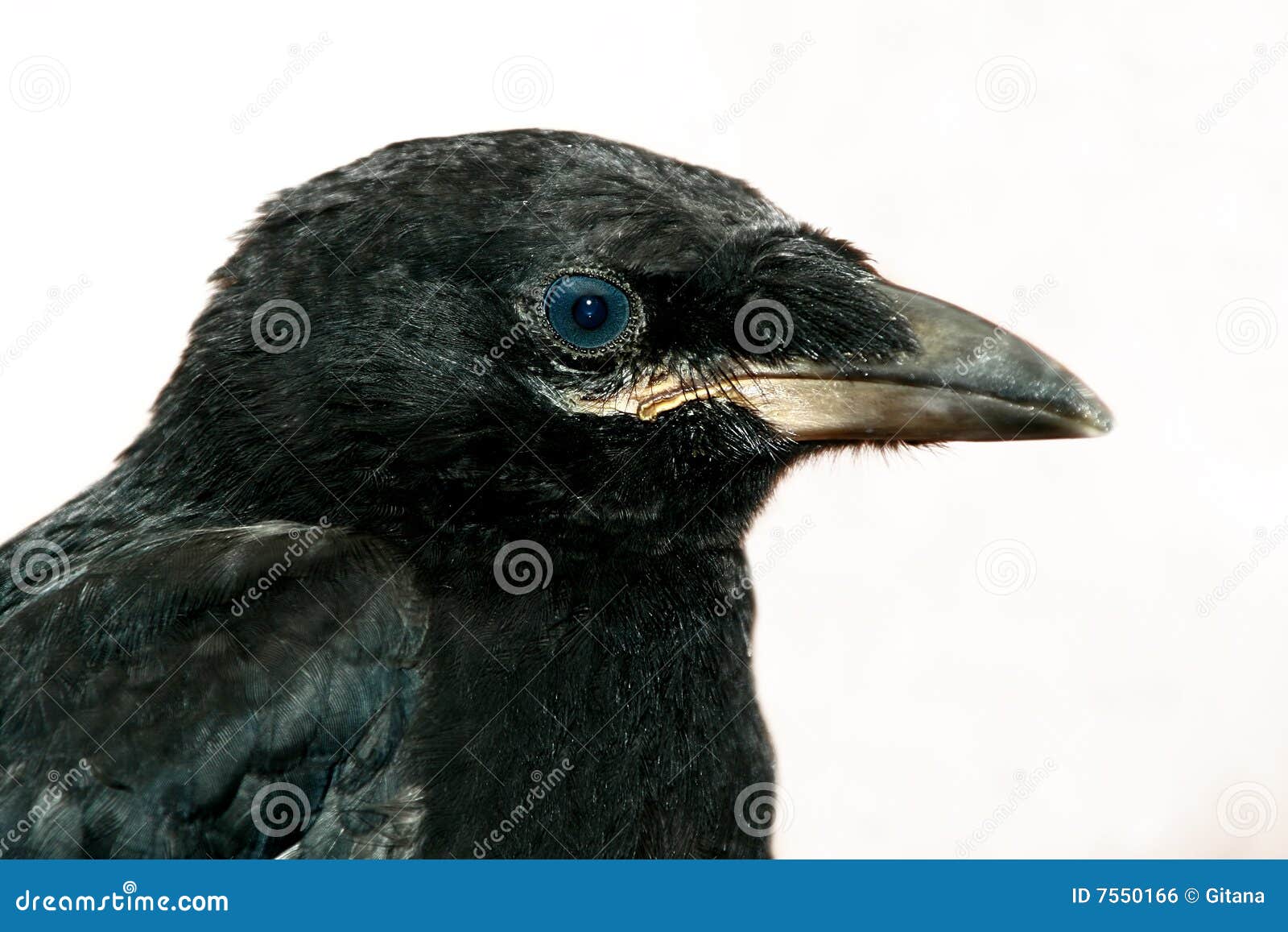 Black Raven stock photo. Image of animal, raven, crow - 7550166